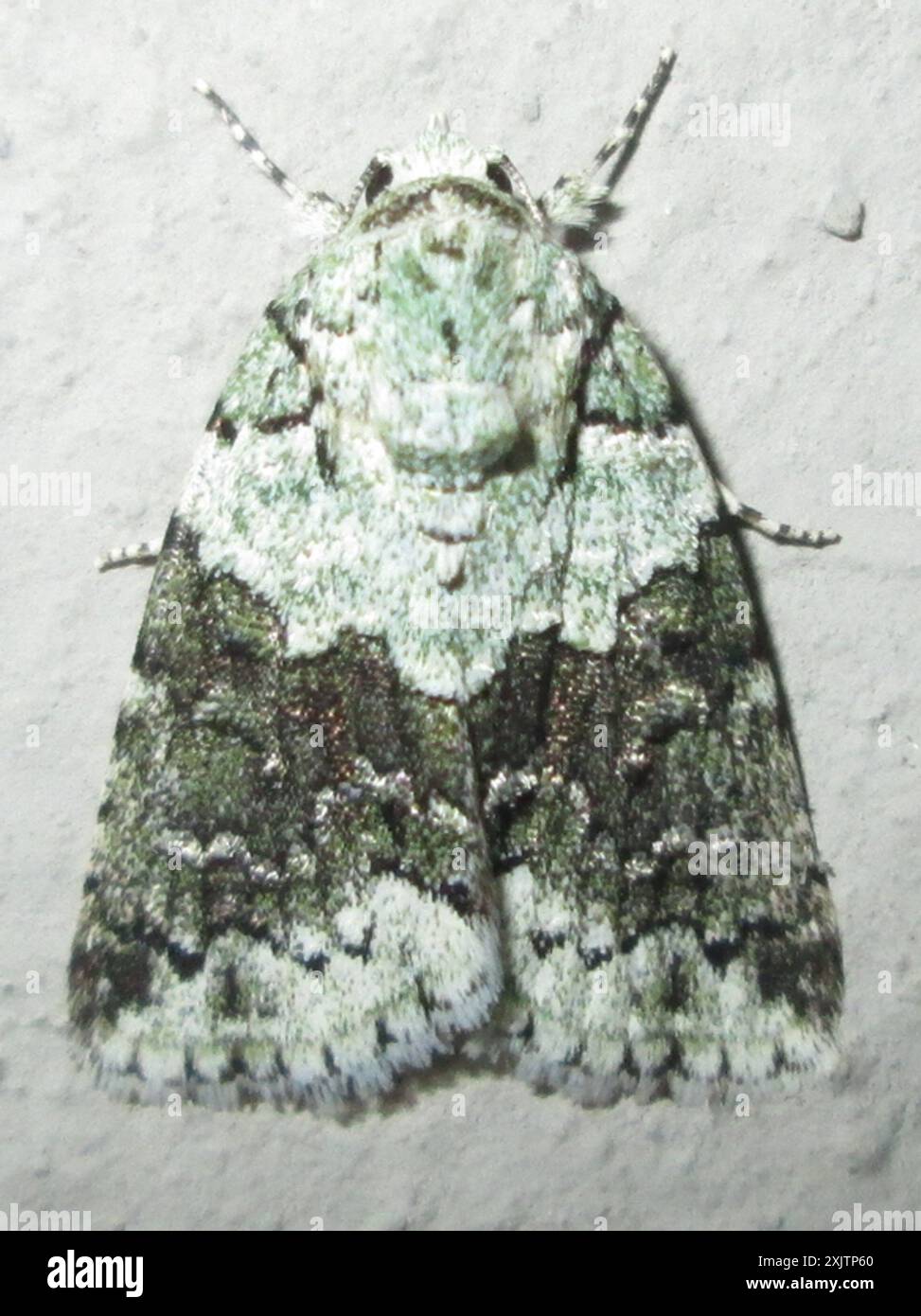 Lichen Square (Blenina squamifera) Insecta Stock Photo - Alamy