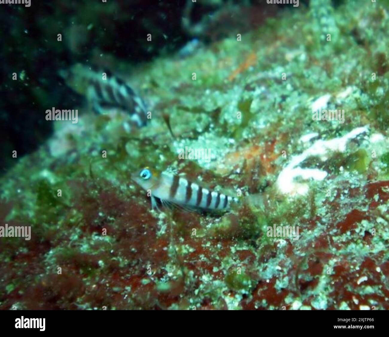 Blue eyed triplefin hi-res stock photography and images - Alamy
