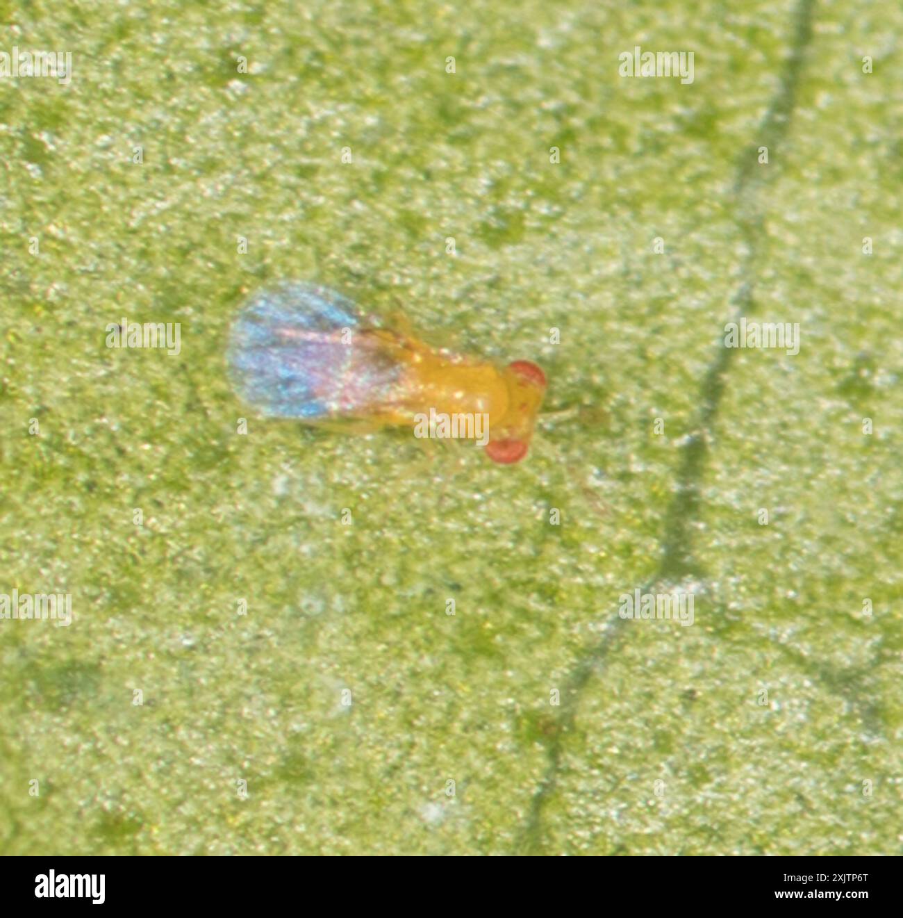 Chalcidoid Wasps (Chalcidoidea) Insecta Stock Photo - Alamy