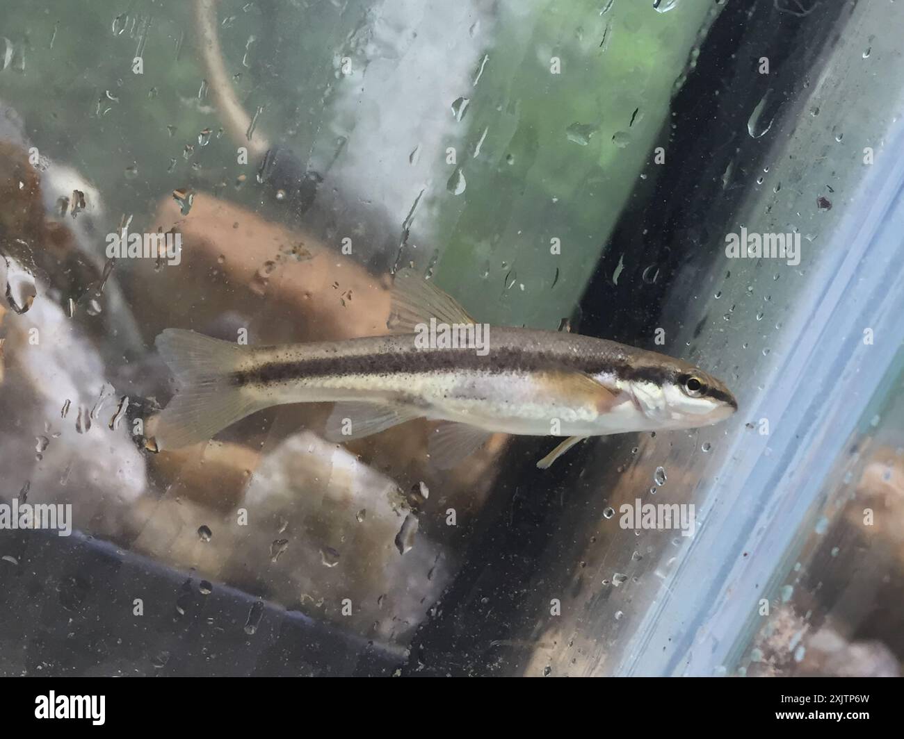 Eastern Blacknose Dace (Rhinichthys atratulus) Actinopterygii Stock ...