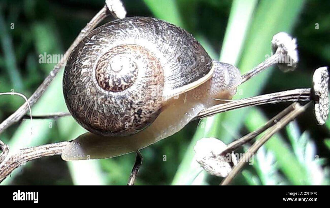 Garden Snail (Cornu aspersum) Mollusca Stock Photo - Alamy