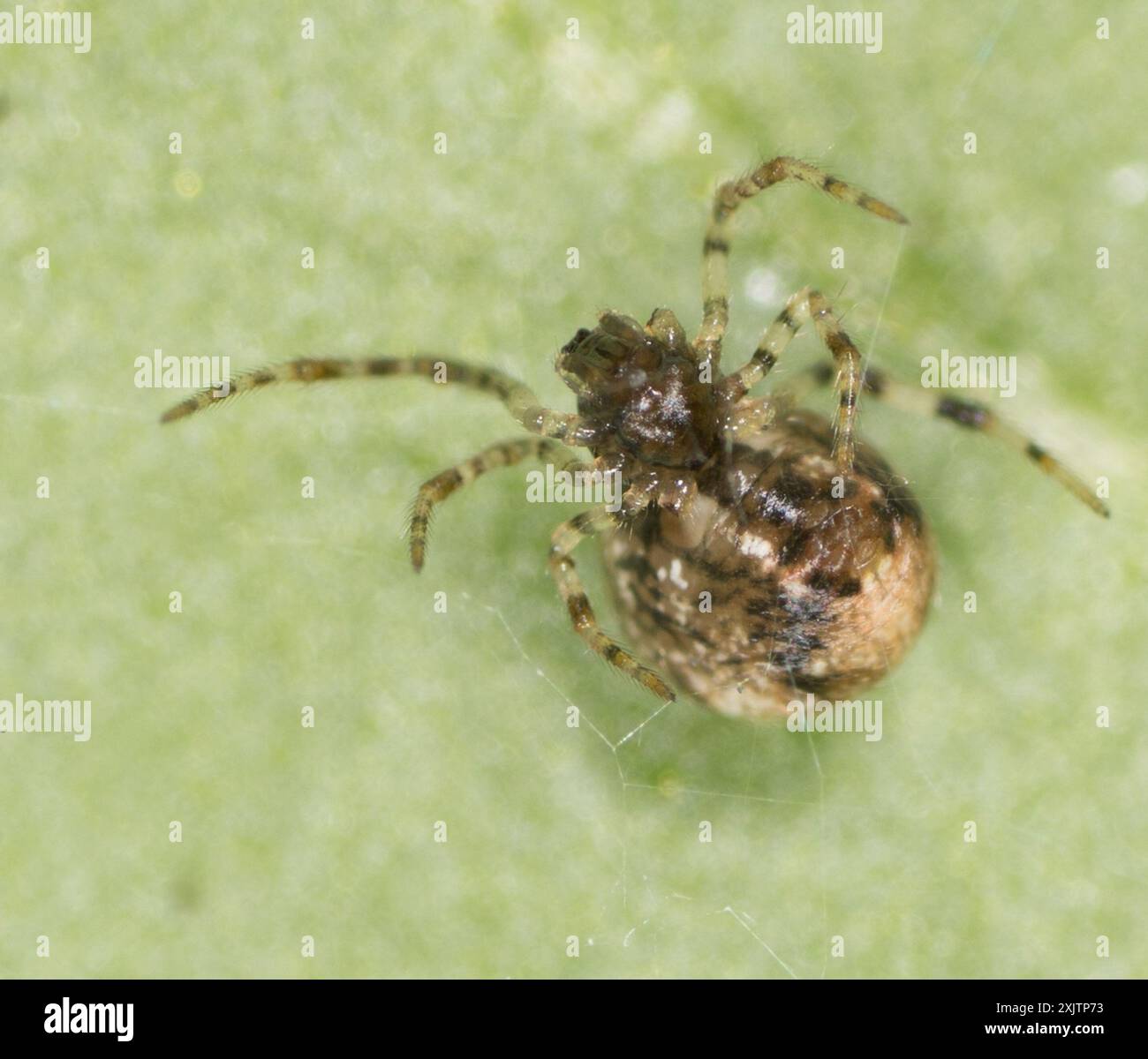 Comb-footed Spiders (Theridiidae) Arachnida Stock Photo - Alamy