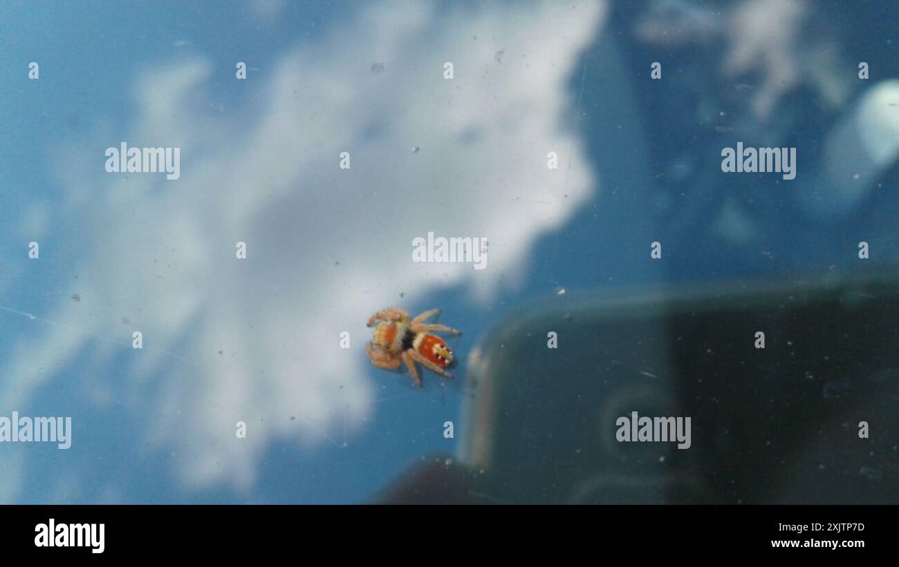 Apache Jumping Spider (Phidippus apacheanus) Arachnida Stock Photo - Alamy