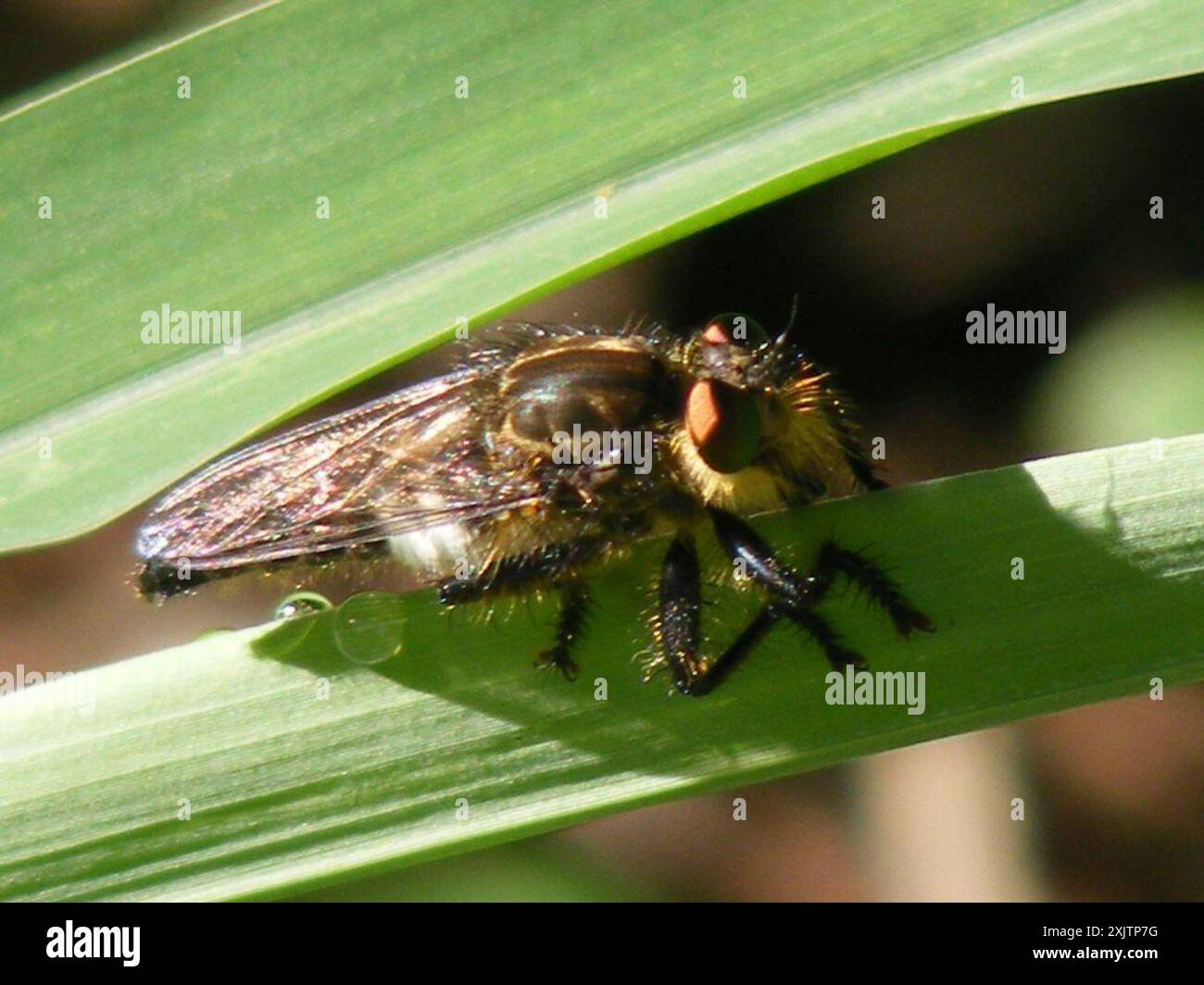 Giant Robber Flies (Promachus) Insecta Stock Photo - Alamy