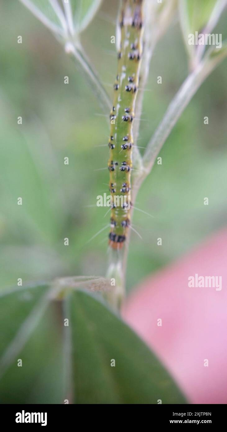 Kowhai moth (Uresiphita maorialis) Insecta Stock Photo - Alamy