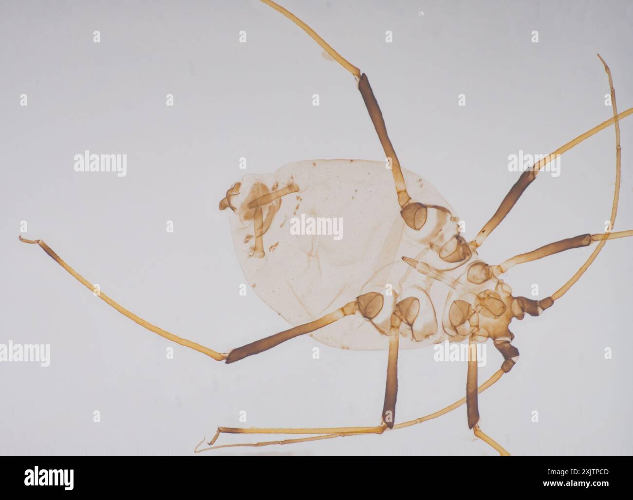 Onion Aphid (Neotoxoptera formosana) Insecta Stock Photo - Alamy