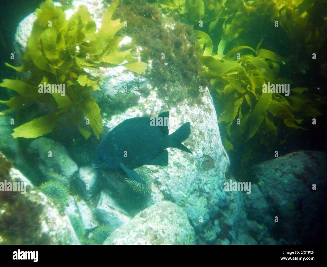 New Zealand Black Angelfish (Parma alboscapularis) Actinopterygii Stock ...
