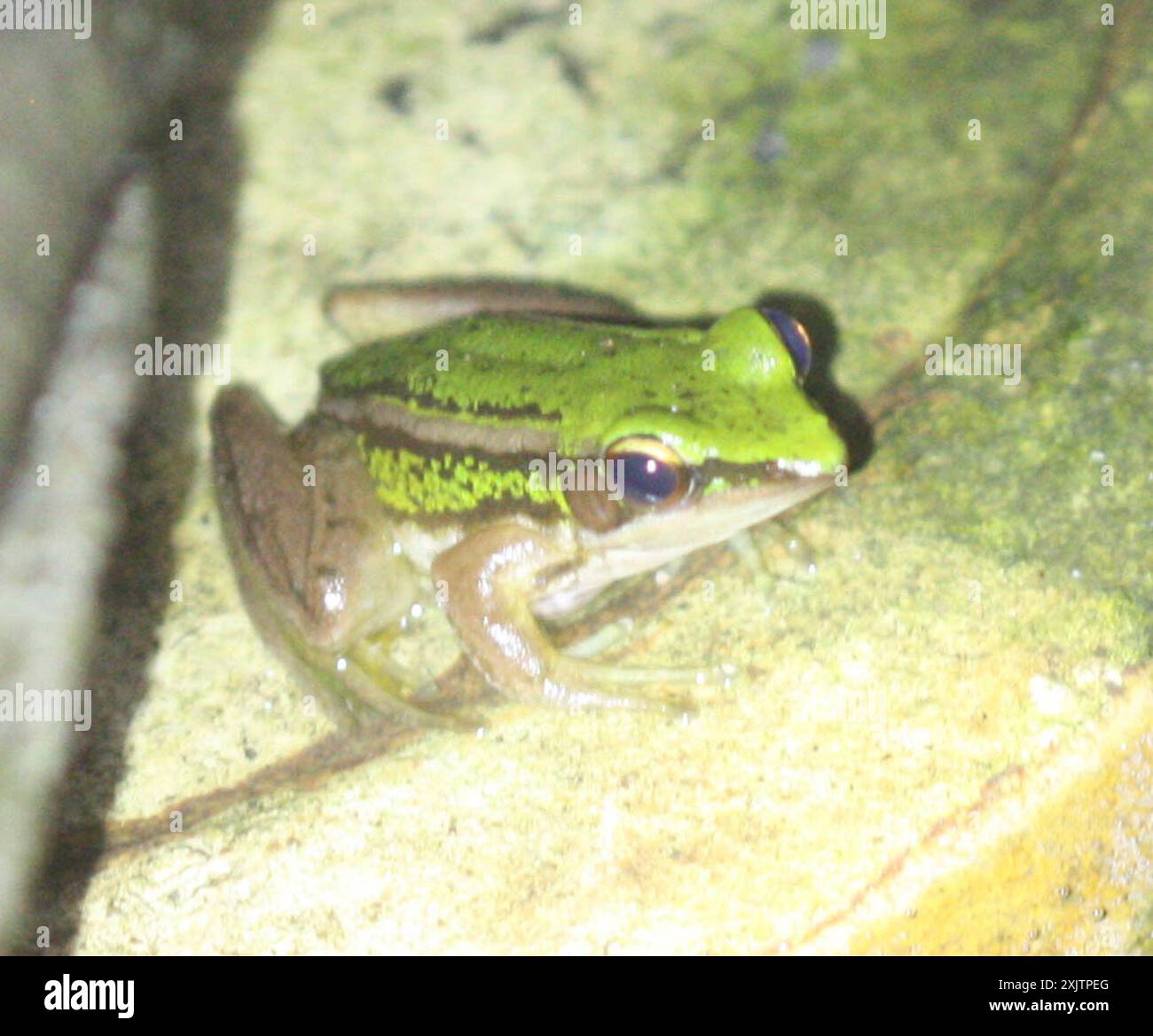 Green Paddy Frog (Hylarana erythraea) Amphibia Stock Photo - Alamy