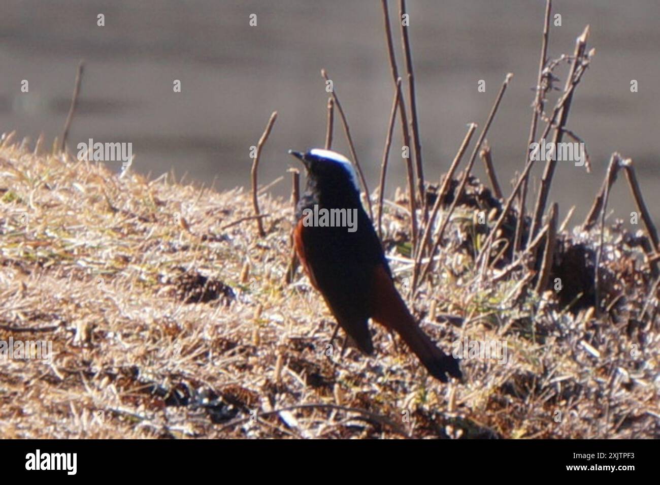 White-capped Redstart (Phoenicurus leucocephalus) Aves Stock Photo - Alamy