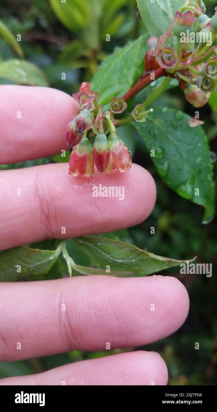 Northern highbush blueberry (Vaccinium corymbosum) Plantae Stock Photo ...