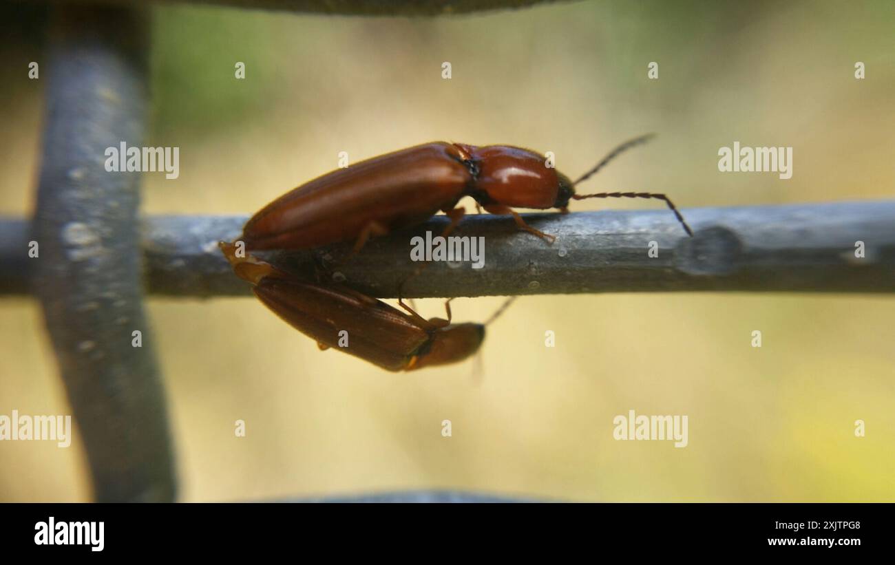 Click Beetles (Elateridae) Insecta Stock Photo - Alamy