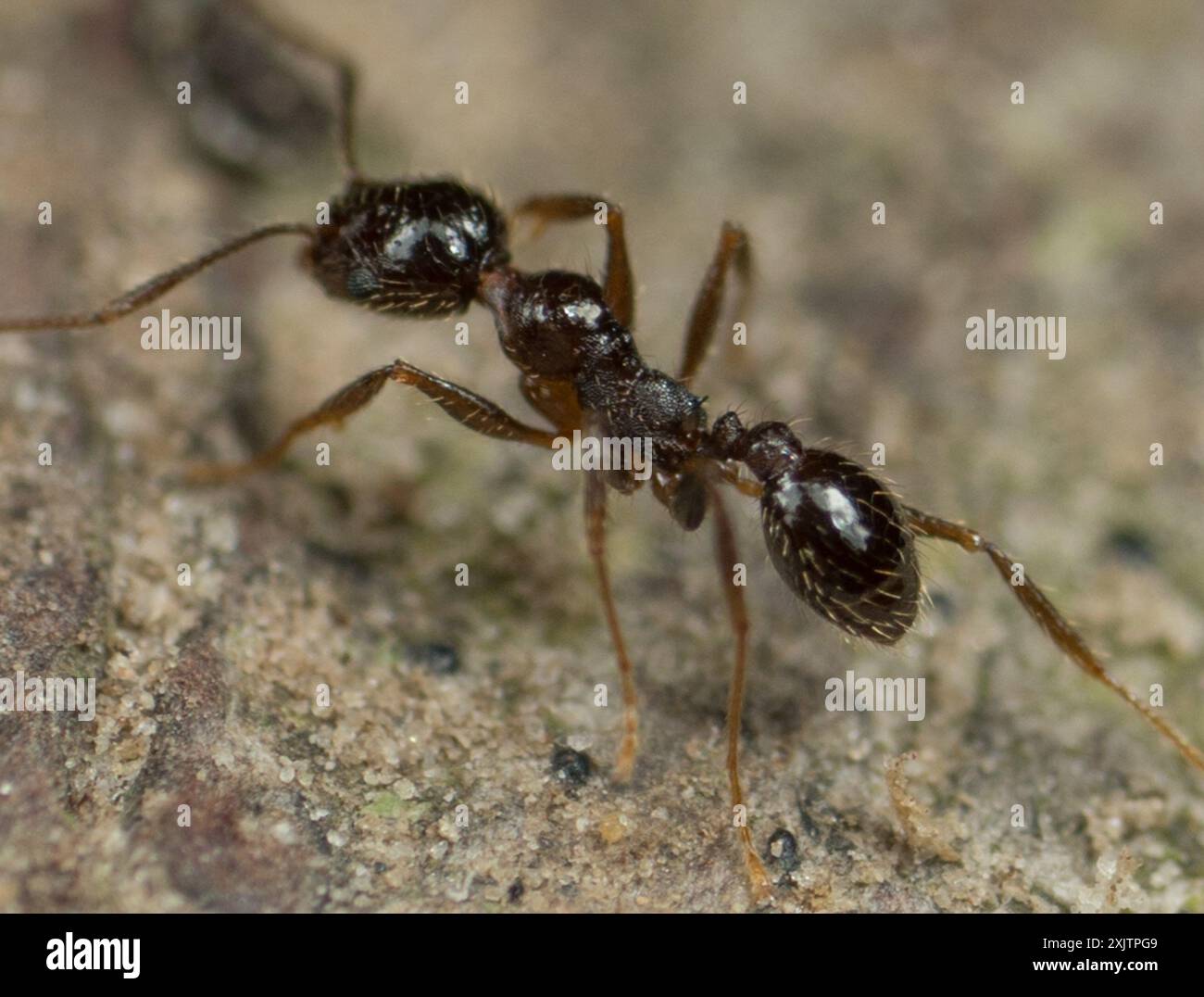 Large Imported Big-headed Ant (Pheidole obscurithorax) Insecta Stock ...