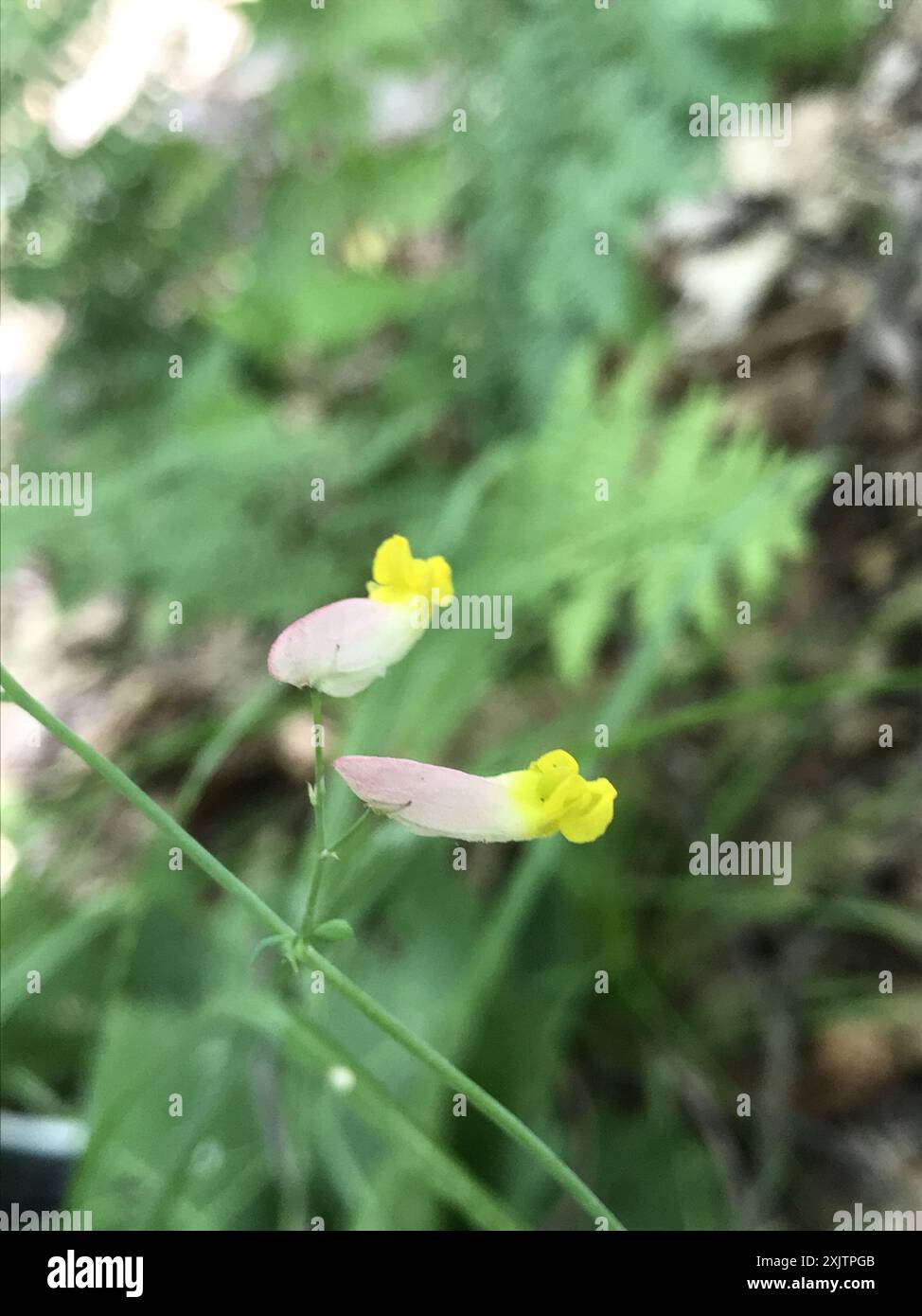 rock harlequin (Capnoides sempervirens) Plantae Stock Photo - Alamy