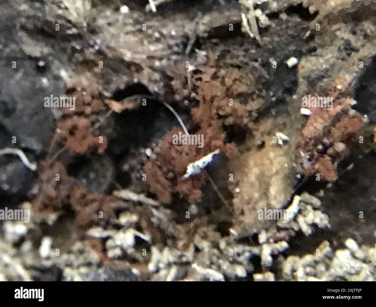 Wasp's Nest Slime Mold (Metatrichia vesparia) Protozoa Stock Photo - Alamy
