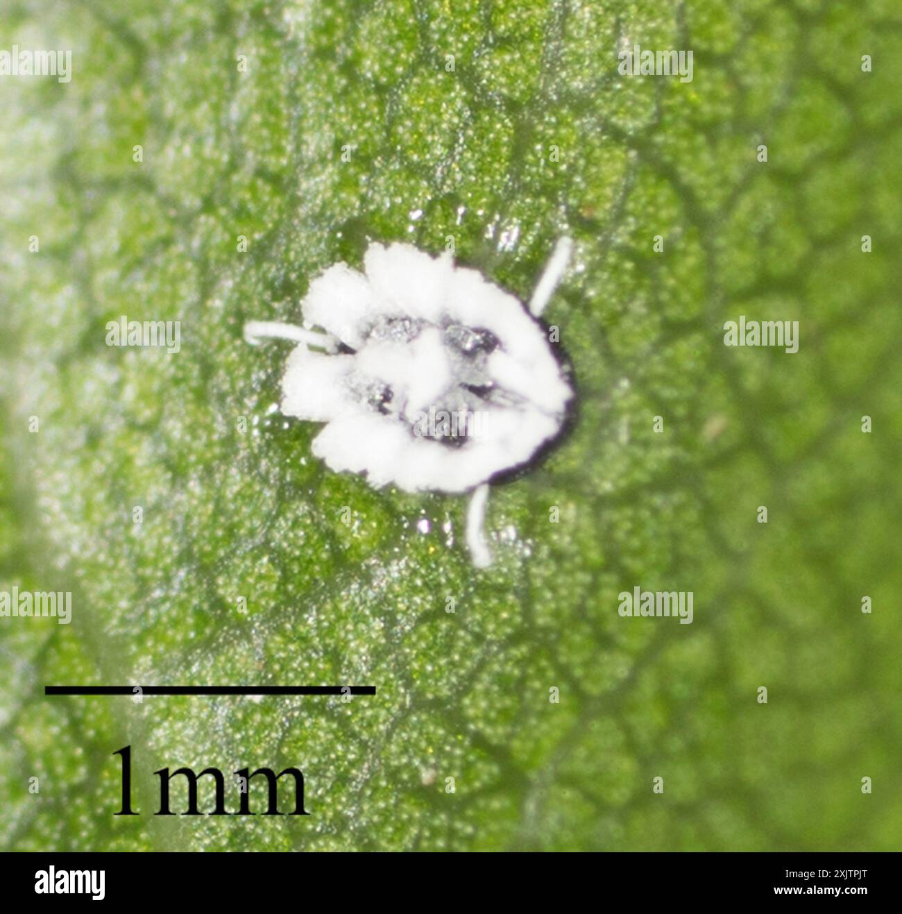 Whiteflies (Aleyrodidae) Insecta Stock Photo - Alamy