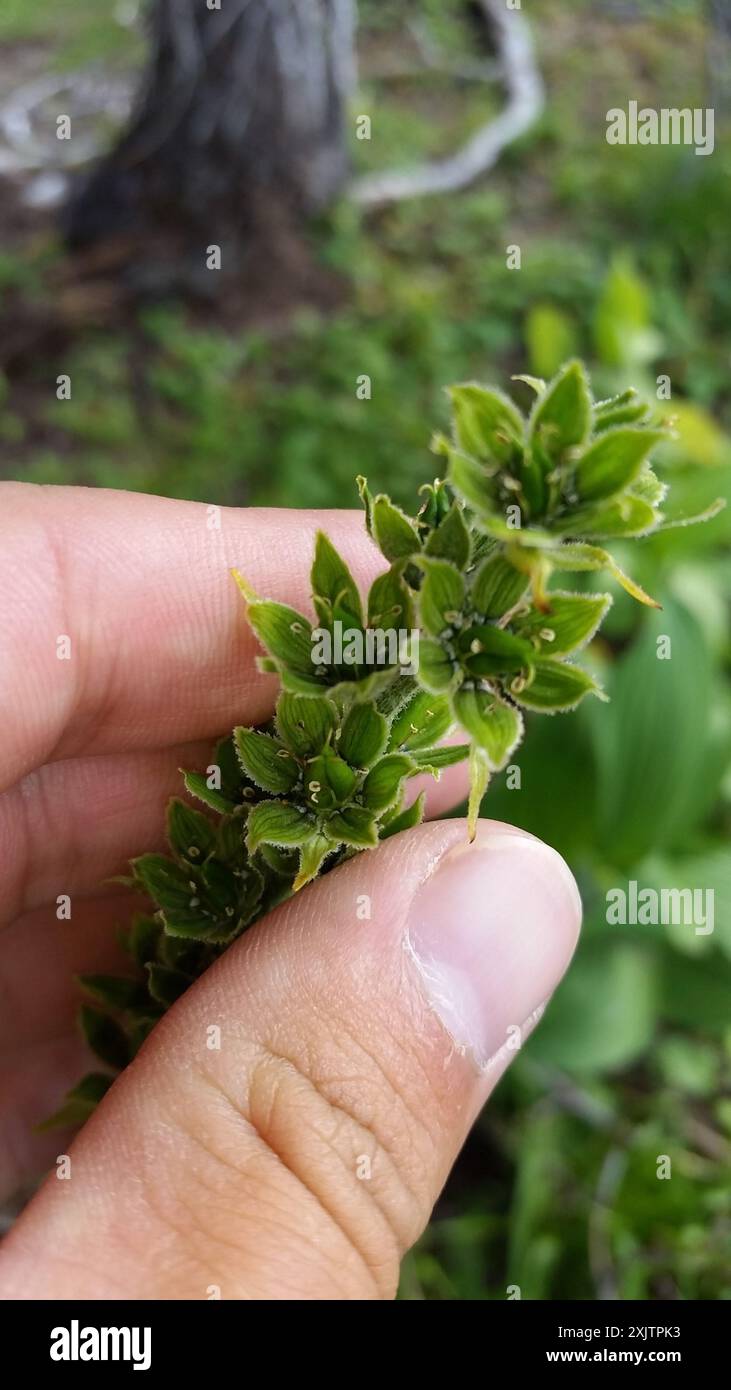 western green false hellebore (Veratrum viride eschscholtzianum ...