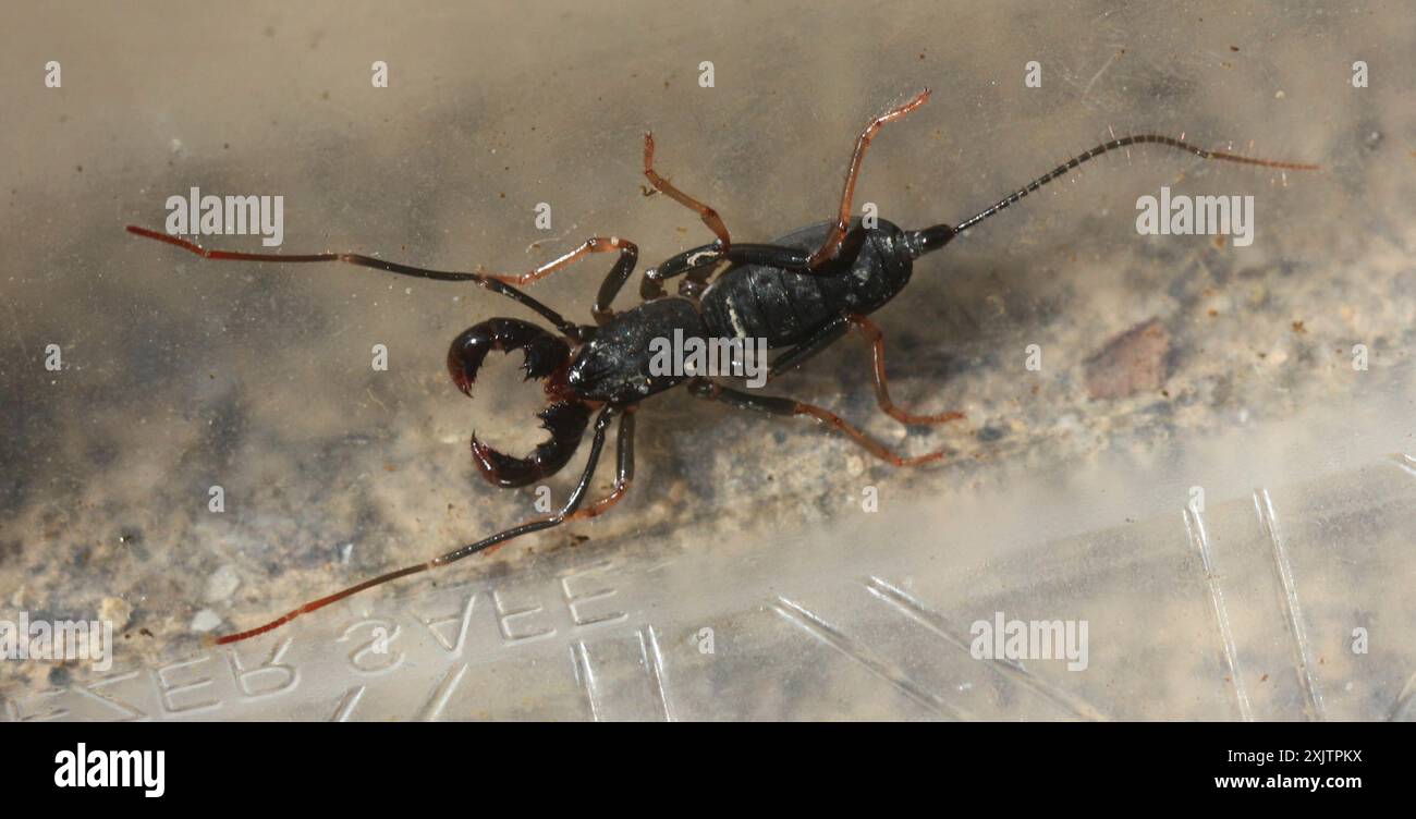 Thelyphonidae hi-res stock photography and images - Alamy
