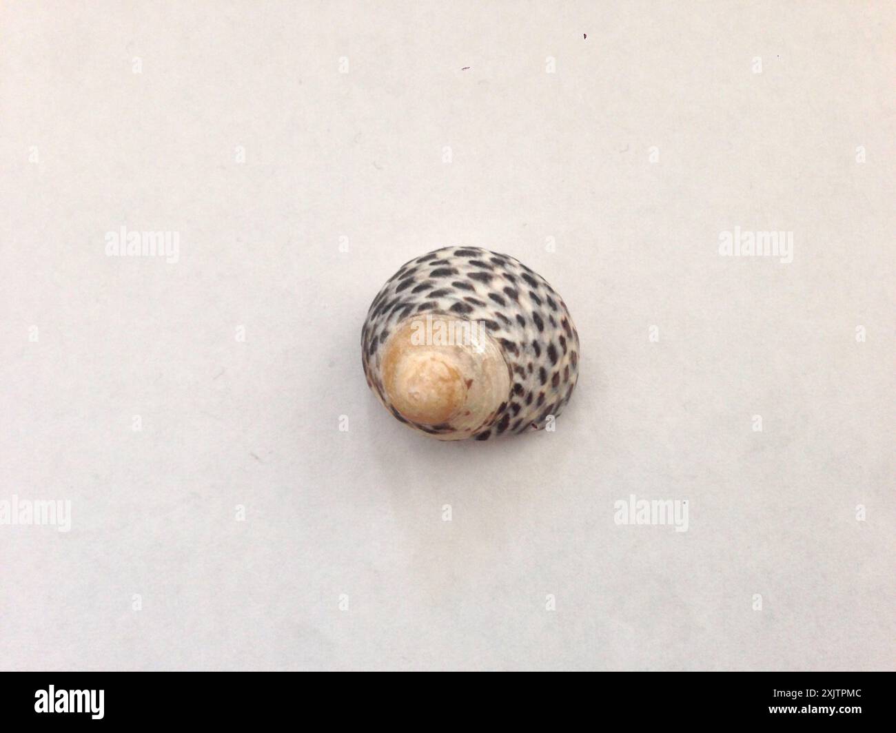 Turbinate hi-res stock photography and images - Alamy