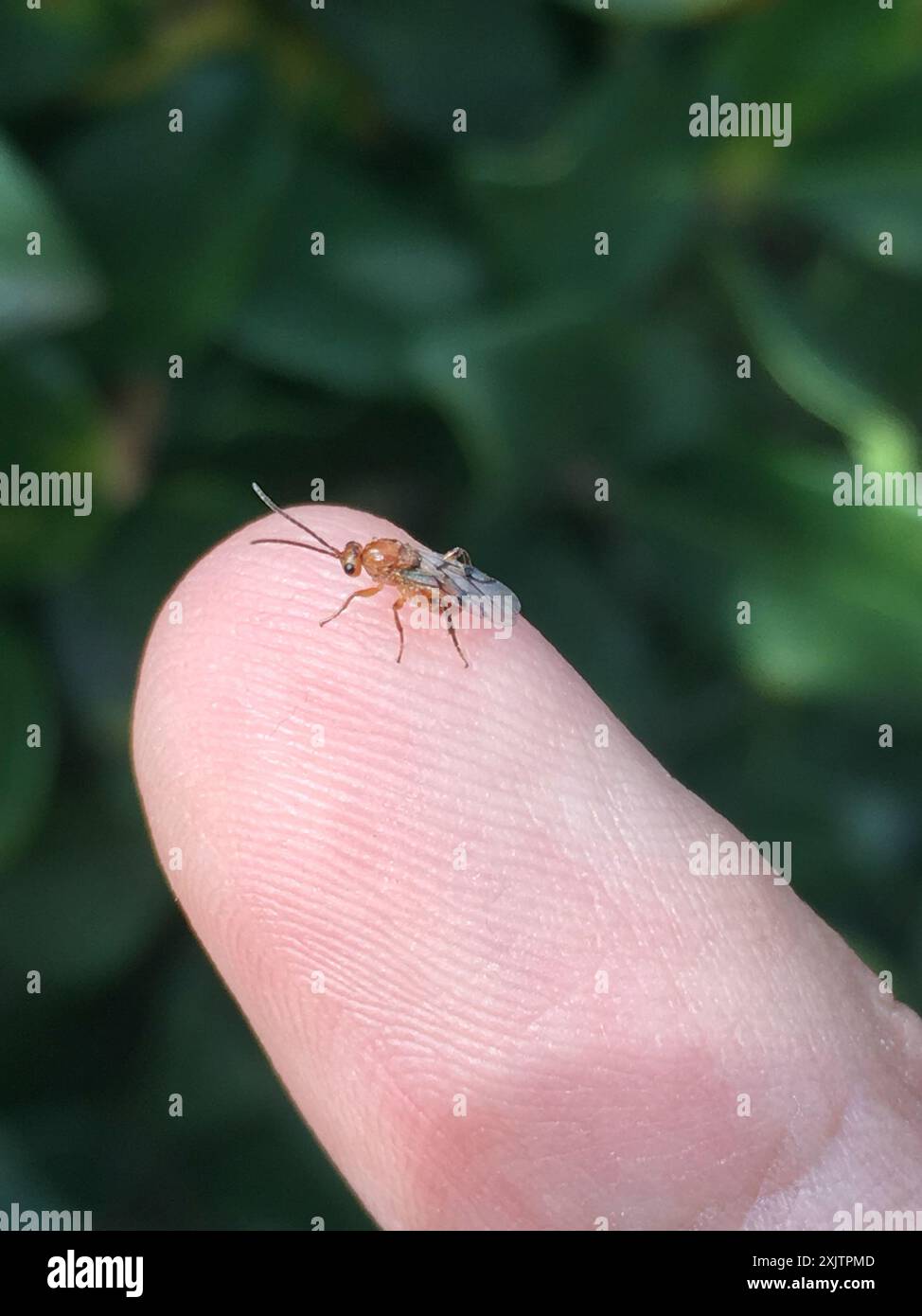Gall Wasps (Cynipidae) Insecta Stock Photo - Alamy