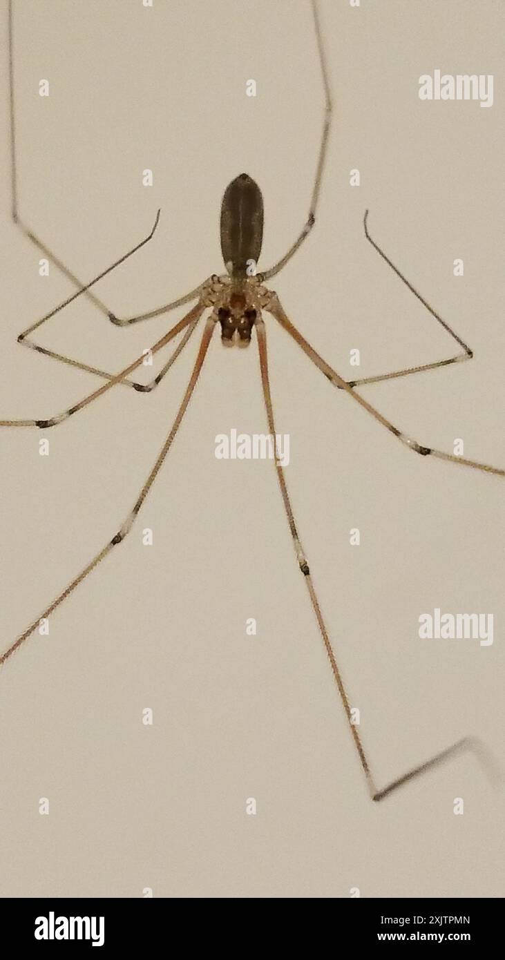 Common Cellar Spiders (Pholcus) Arachnida Stock Photo - Alamy