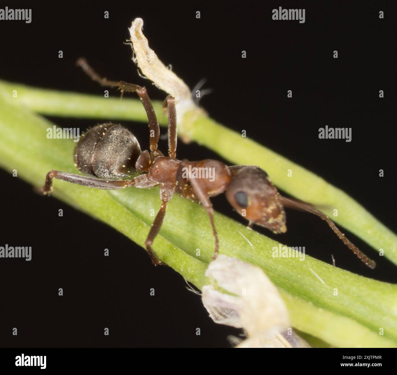 fusca-group Field Ants and Allies (Formica fusca) Insecta Stock Photo ...