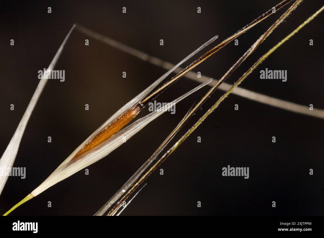 Needle-and-thread Grass (Hesperostipa comata) Plantae Stock Photo - Alamy