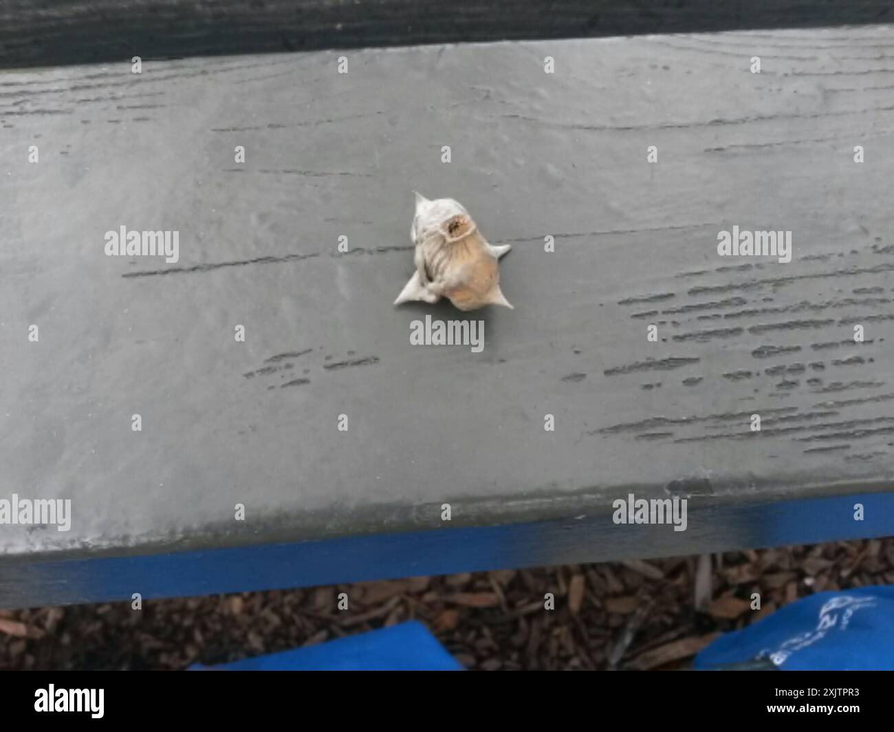 Water caltrop (Trapa natans) Plantae Stock Photo - Alamy