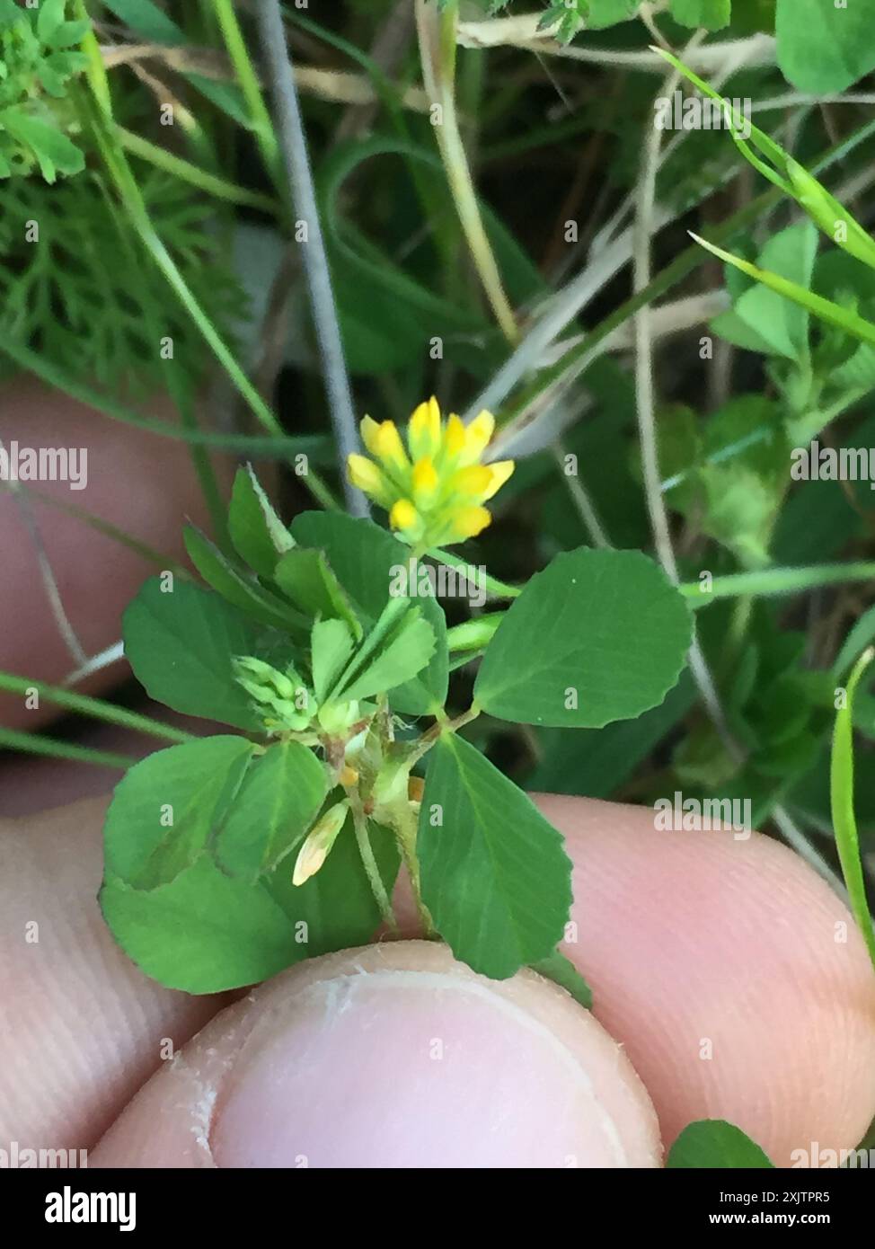 Lesser hop trefoil (Trifolium dubium) Plantae Stock Photo - Alamy