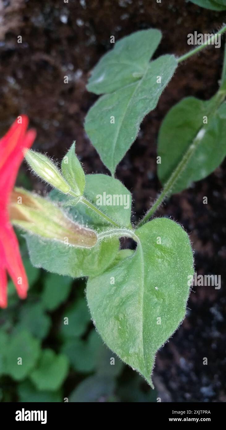 Round-leaf Catchfly (Silene rotundifolia) Plantae Stock Photo - Alamy