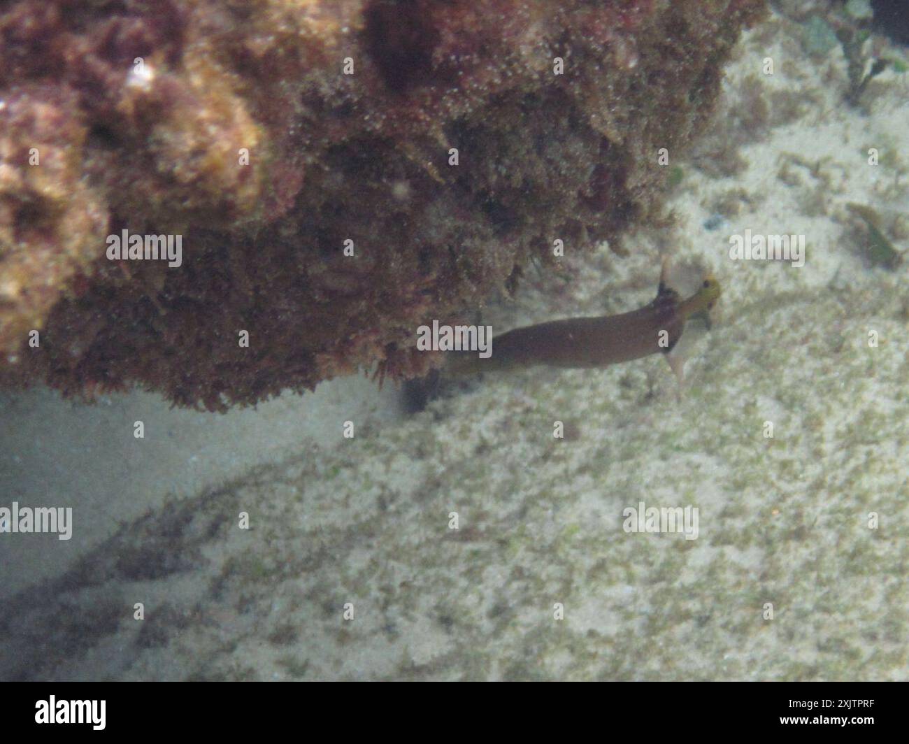 Pacific Trumpetfish (Aulostomus chinensis) Actinopterygii Stock Photo ...