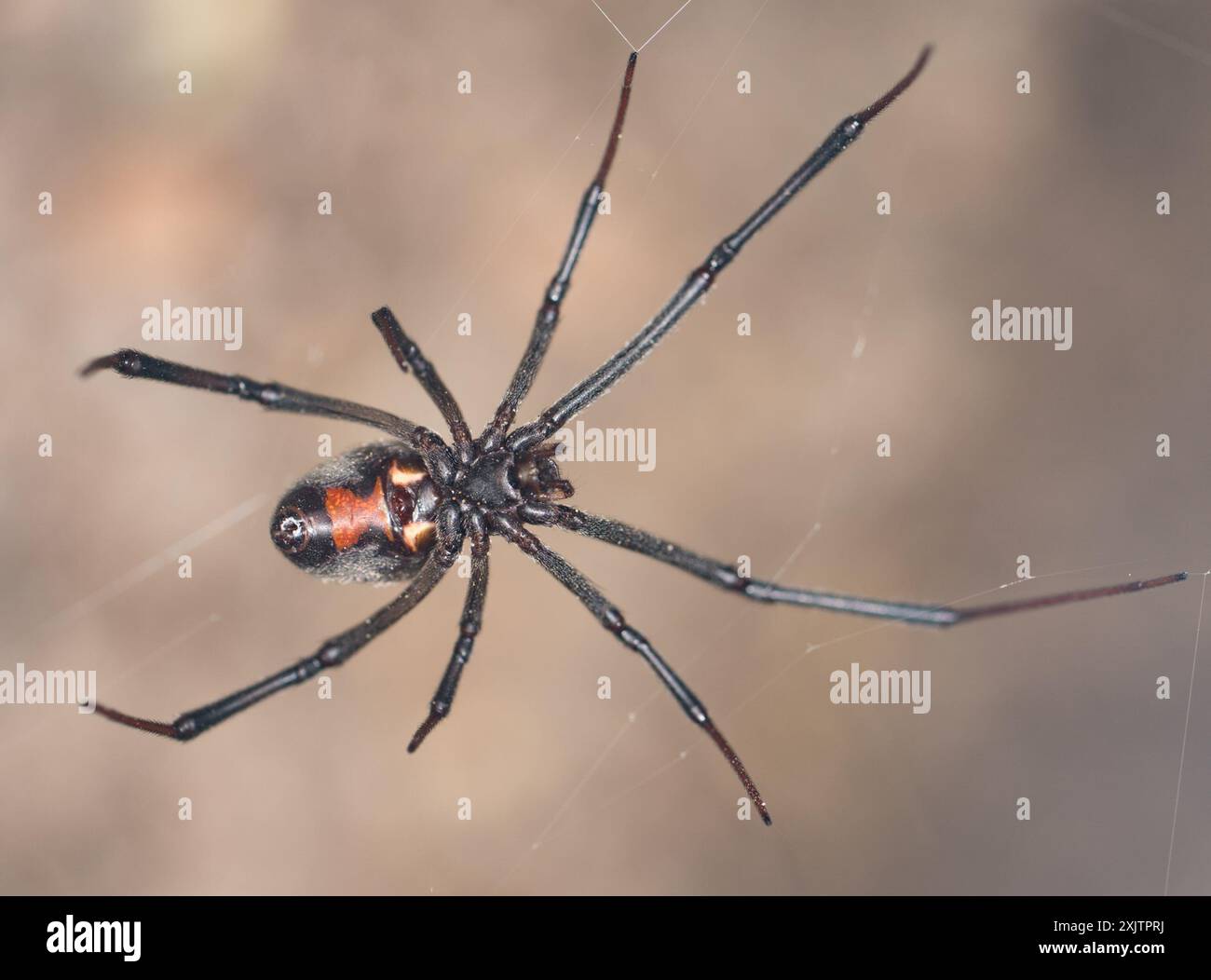 Widow Spiders (Latrodectus) Arachnida Stock Photo - Alamy