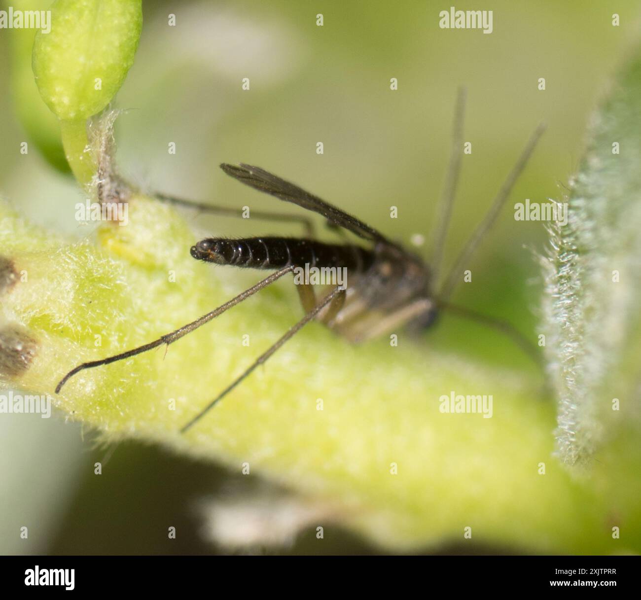 Dark-winged Fungus Gnats (Sciaridae) Insecta Stock Photo - Alamy