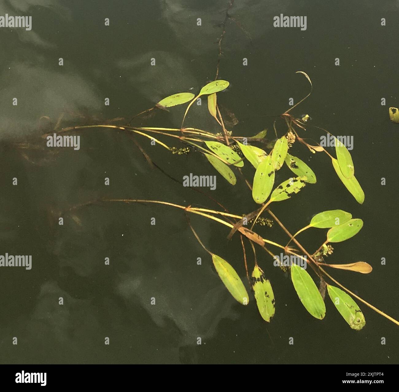 ribbon-leaved pondweed (Potamogeton epihydrus) Plantae Stock Photo - Alamy
