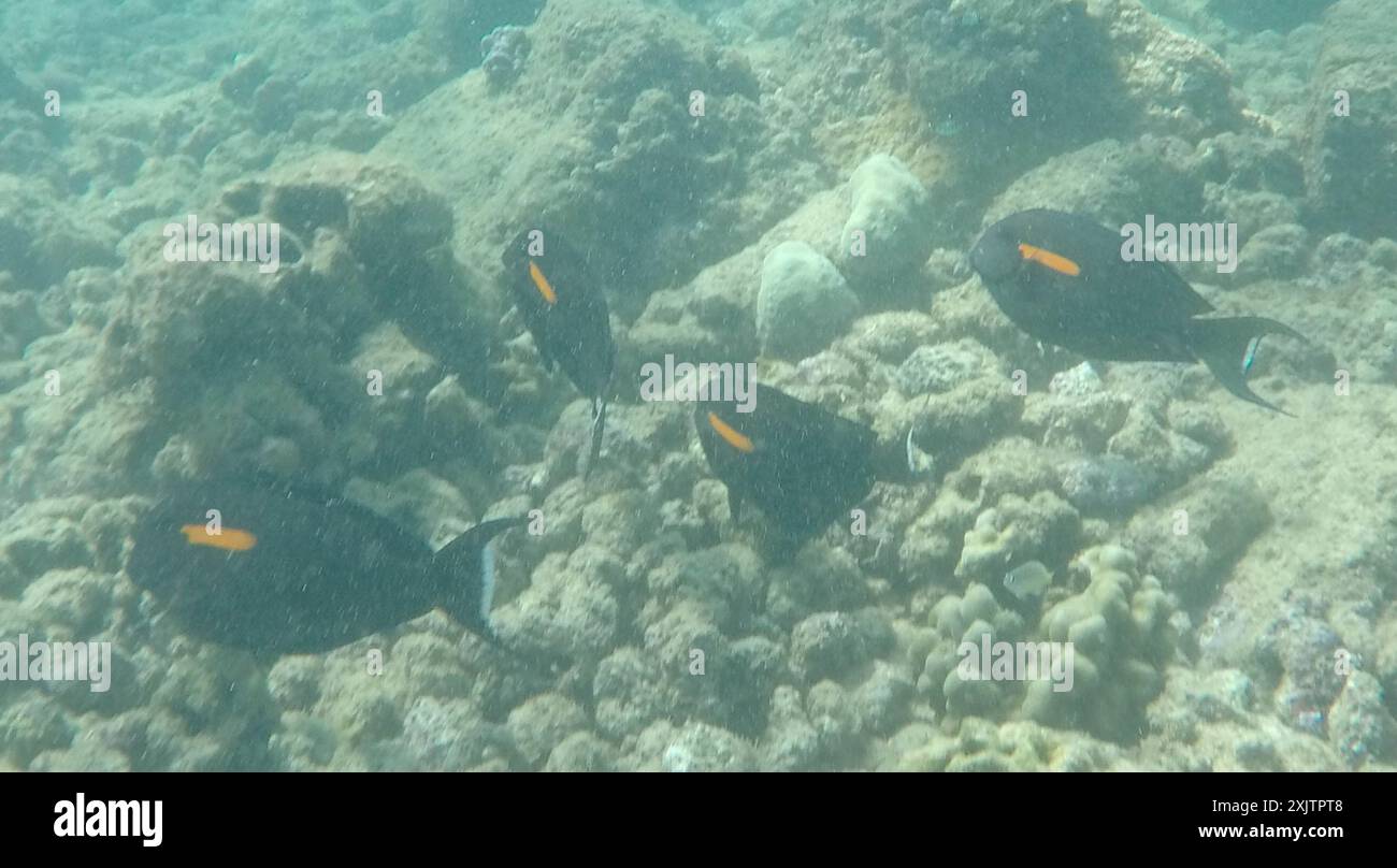 Orangeblotch Surgeonfish (Acanthurus olivaceus) Actinopterygii Stock ...