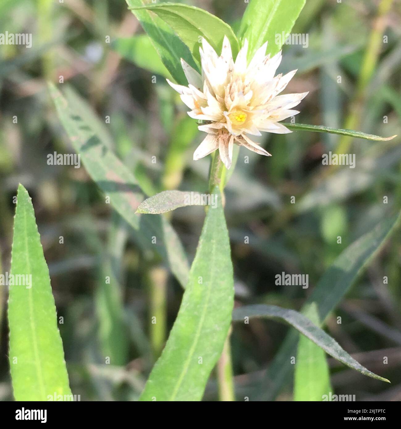Alligatorweed (Alternanthera philoxeroides) Plantae Stock Photo - Alamy