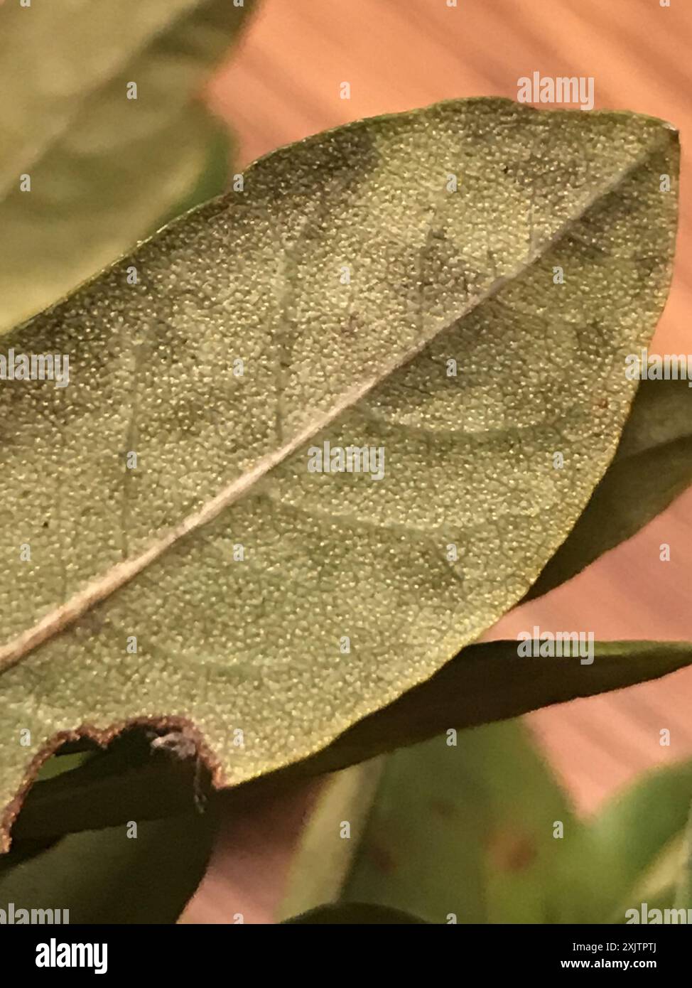 southern bayberry (Morella caroliniensis) Plantae Stock Photo - Alamy