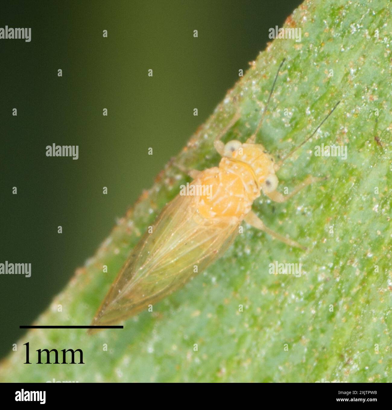 Acacia Psyllid (Acizzia uncatoides) Insecta Stock Photo - Alamy