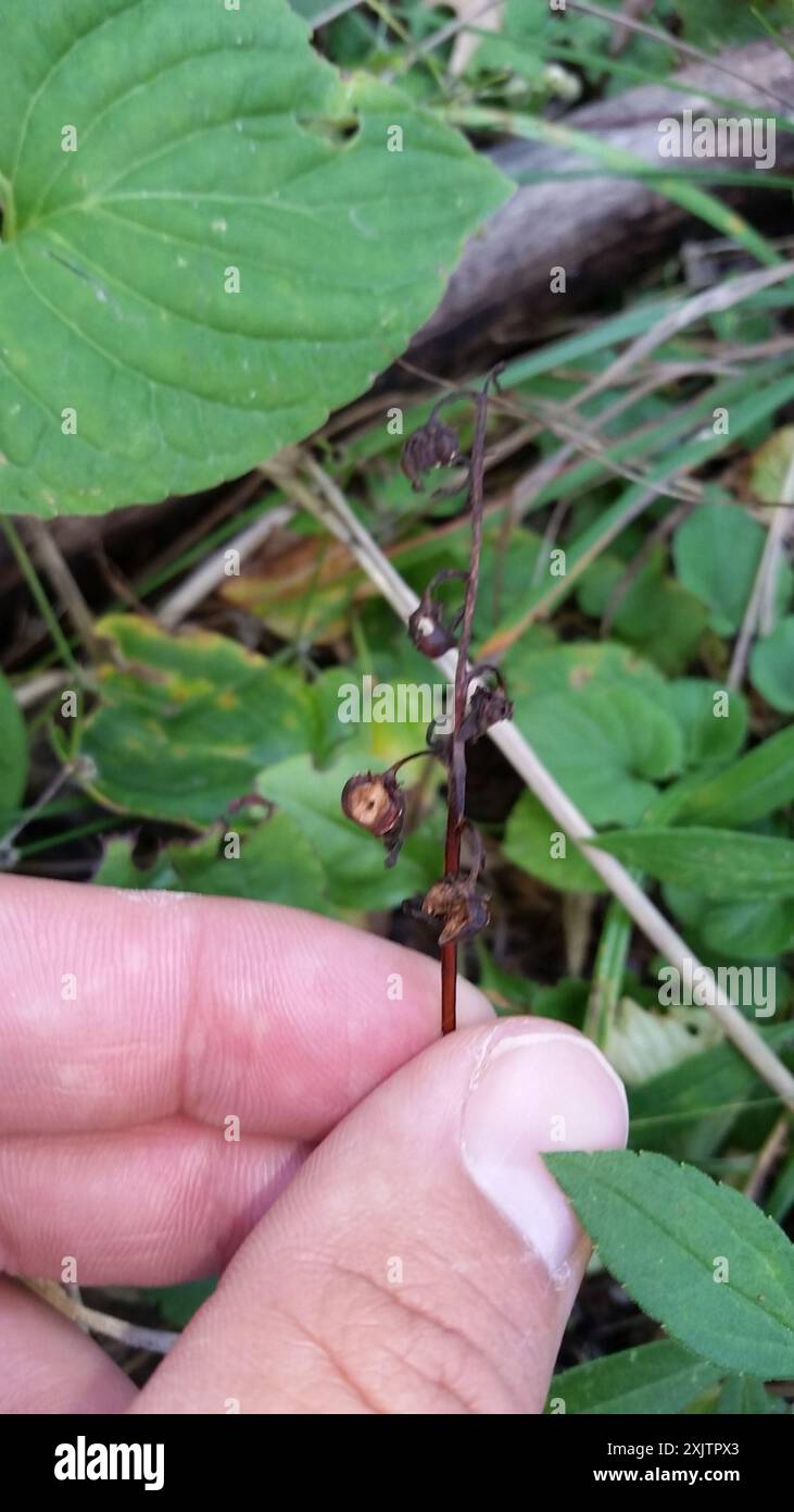 shinleaf (Pyrola elliptica) Plantae Stock Photo - Alamy
