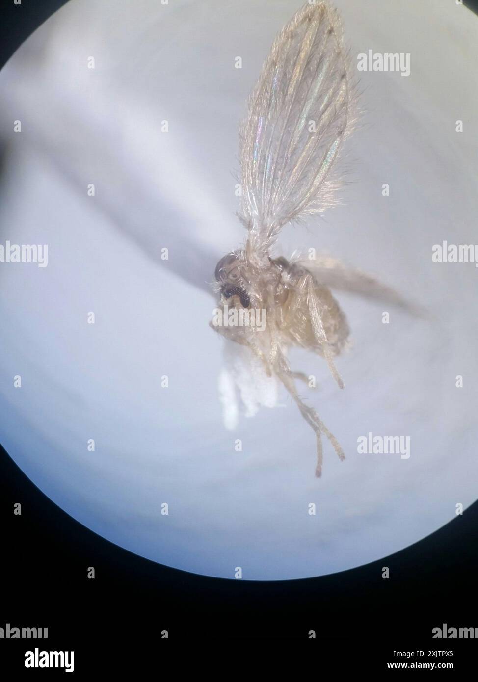 Moth Flies and Sand Flies (Psychodidae) Insecta Stock Photo - Alamy