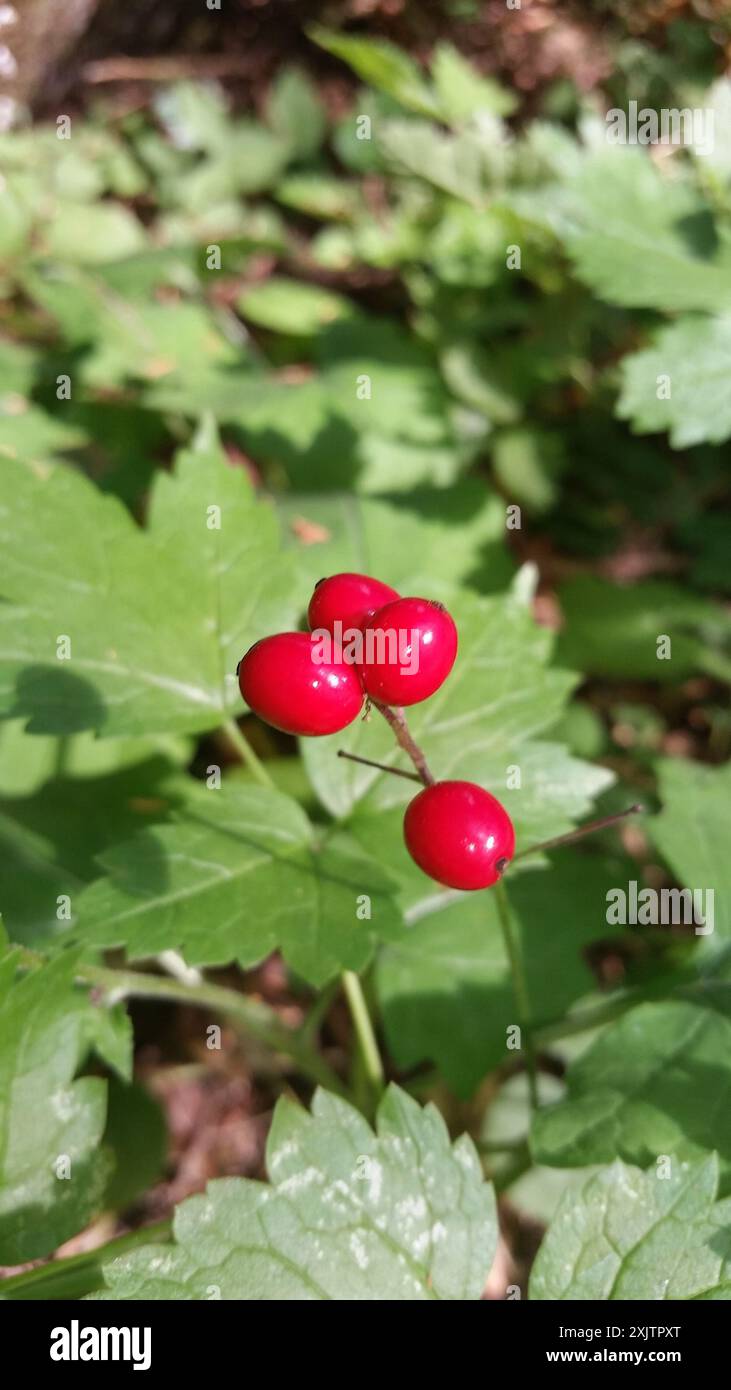 red baneberry (Actaea rubra) Plantae Stock Photo - Alamy