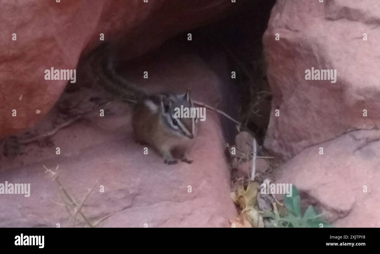 Western Chipmunks (Neotamias) Mammalia Stock Photo - Alamy