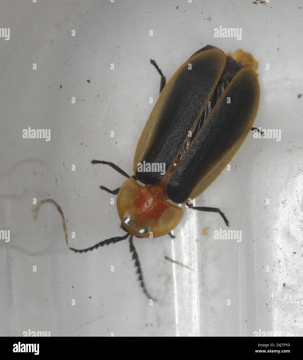 Fireflies (Lampyridae) Insecta Stock Photo - Alamy