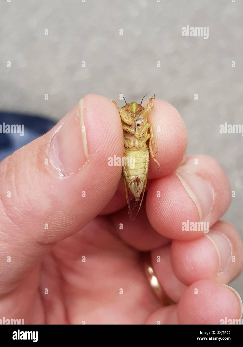 Variable Cicada (Kikihia muta) Insecta Stock Photo - Alamy
