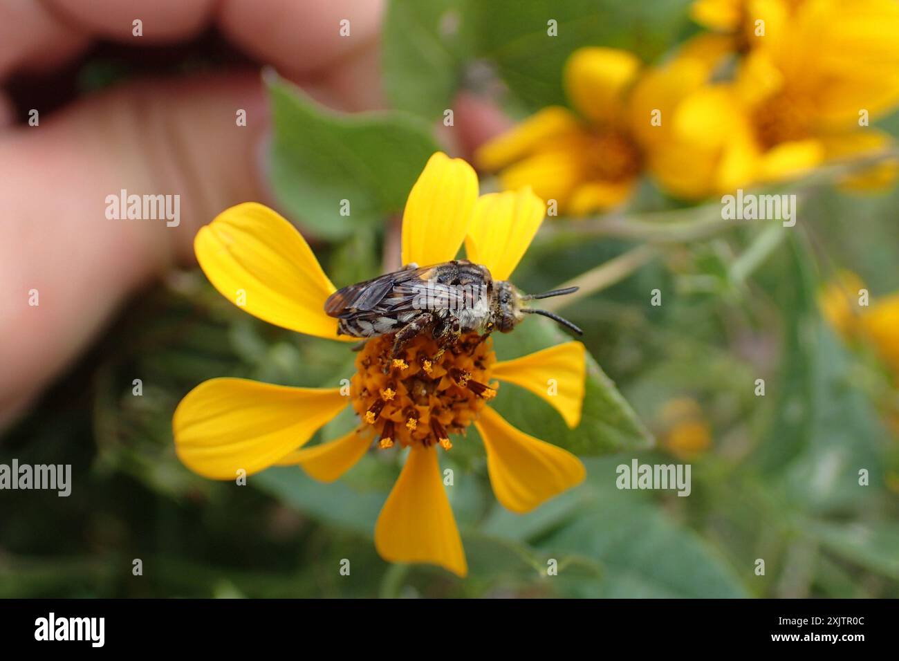California Digger-cuckoo Bee (Brachymelecta californica) Insecta Stock ...