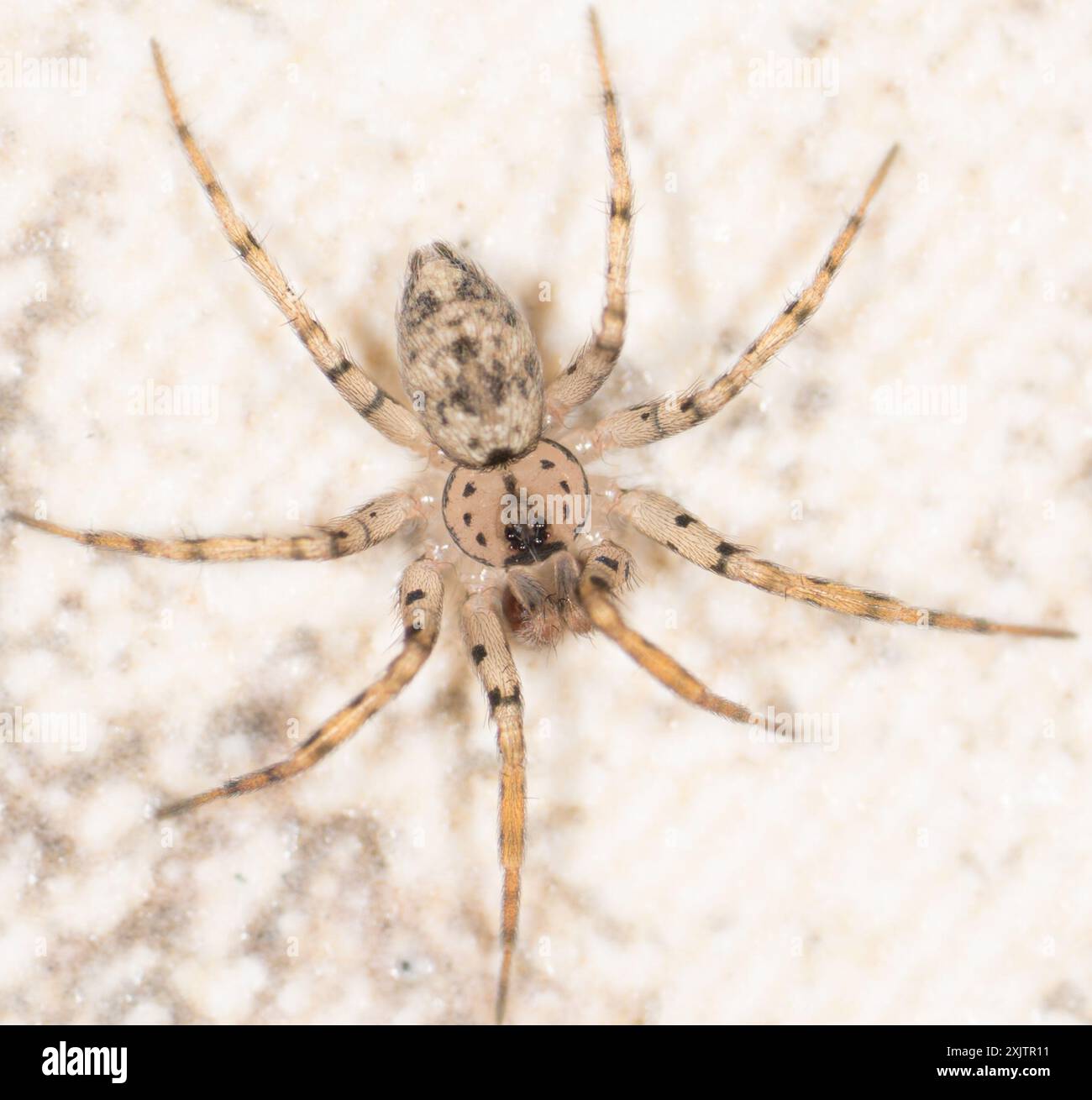 Oecobius navus hi-res stock photography and images - Alamy