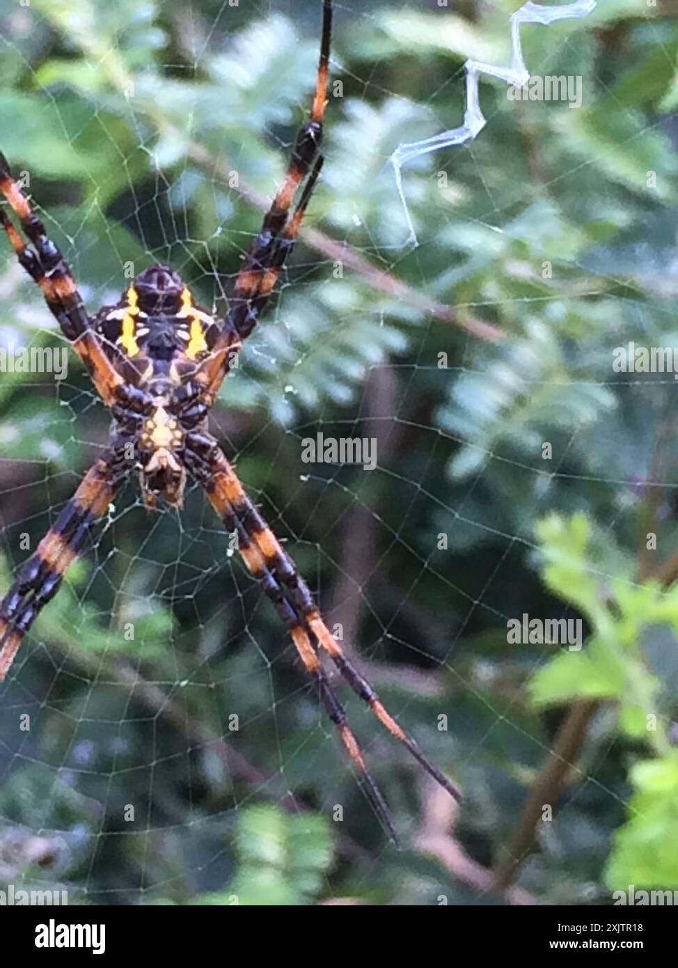 Hawaiian garden spider hi-res stock photography and images - Alamy