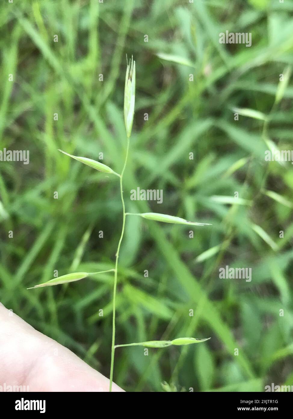 Poverty oatgrass (Danthonia spicata) Plantae Stock Photo - Alamy