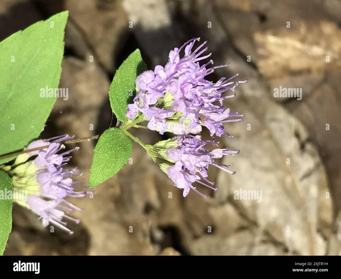 common dittany (Cunila origanoides) Plantae Stock Photo - Alamy