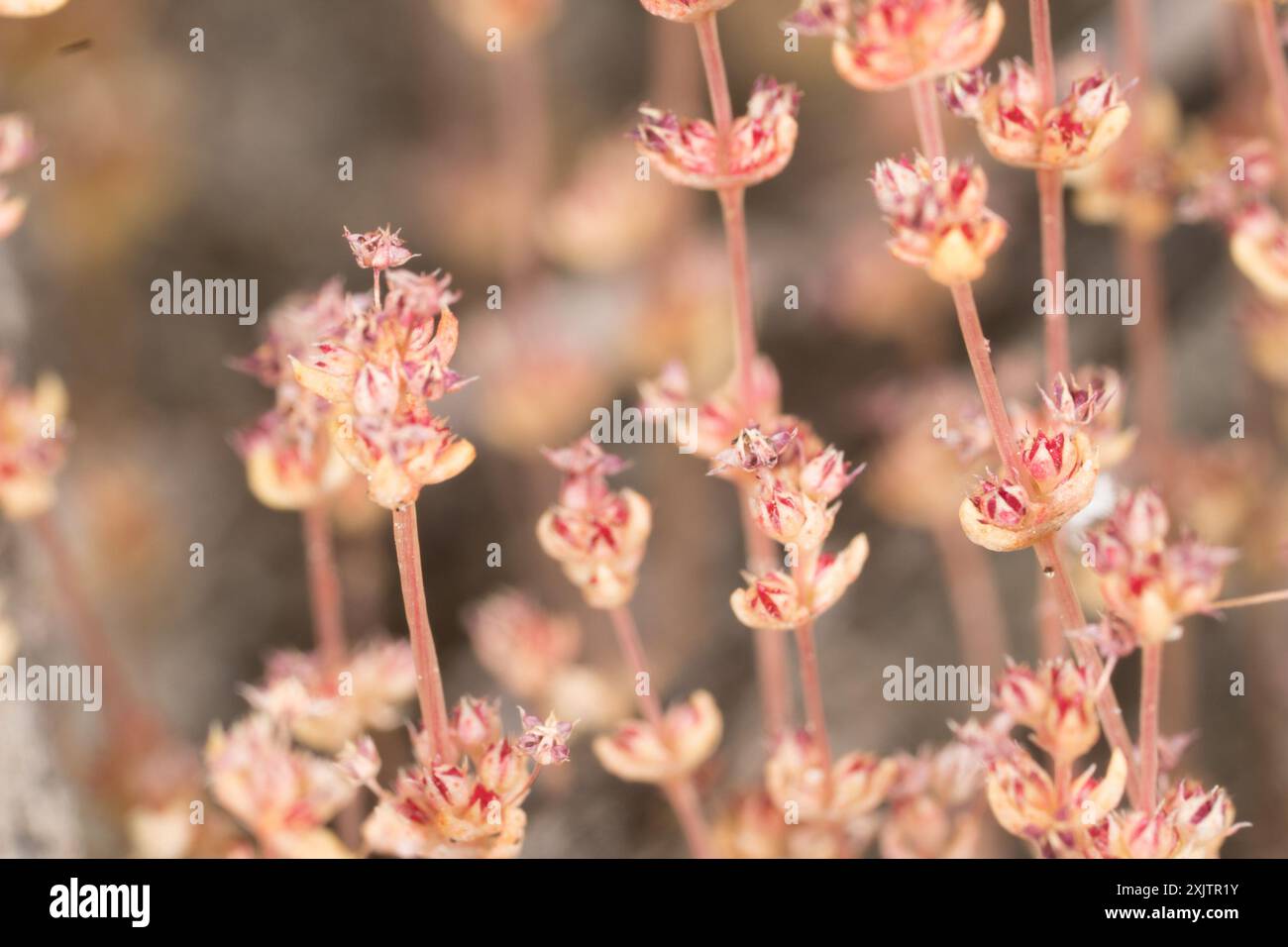 sand pygmyweed (Crassula connata) Plantae Stock Photo - Alamy