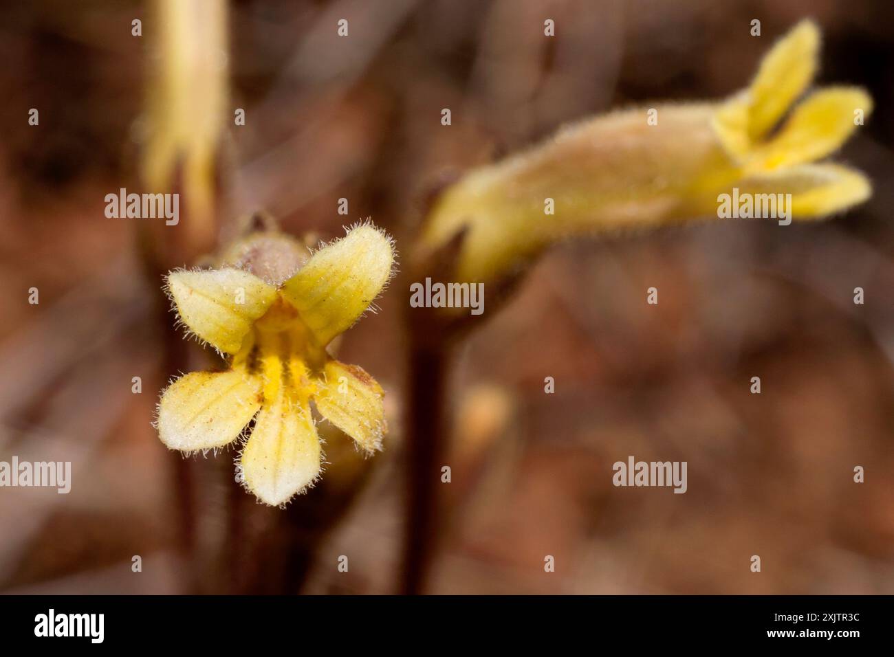 clustered broomrape (Aphyllon fasciculatum) Plantae Stock Photo - Alamy